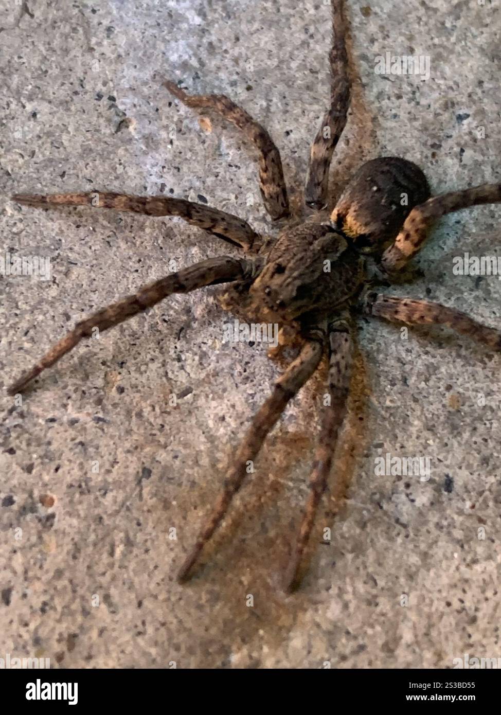 Fox Spiders (Alopecosa Stock Photo - Alamy