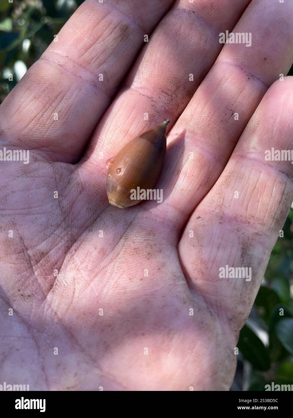 Texas live oak (Quercus fusiformis Stock Photo - Alamy