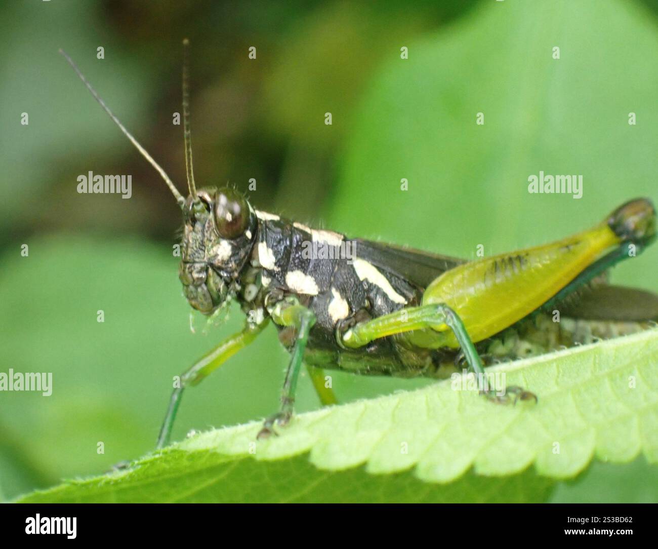 Short-horned Grasshoppers (Acrididae Stock Photo - Alamy