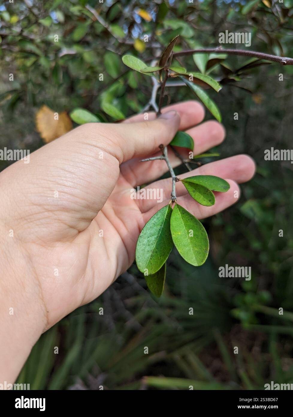 Tough Bully (Sideroxylon tenax Stock Photo - Alamy