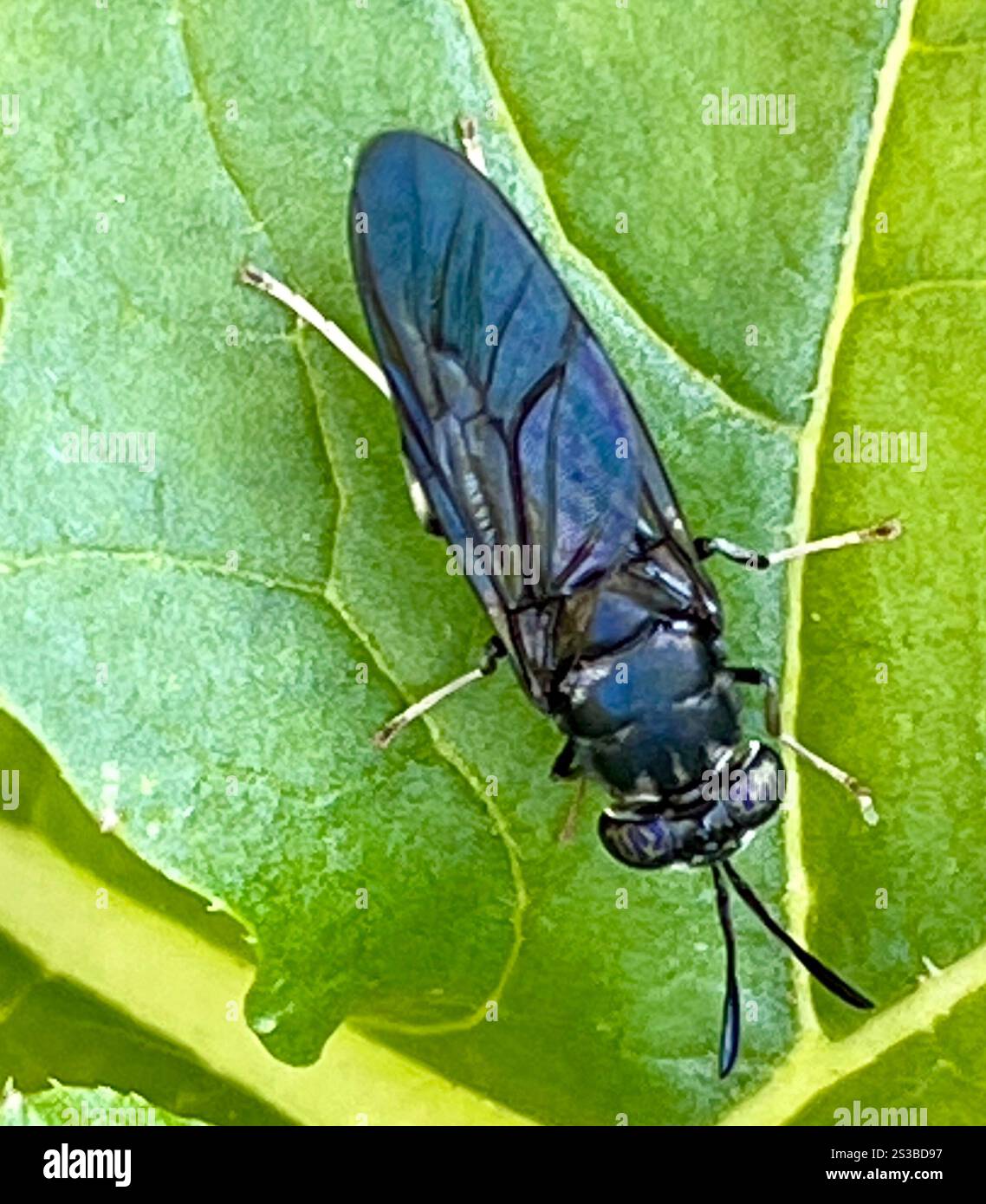 Black Soldier Fly (Hermetia illucens Stock Photo - Alamy