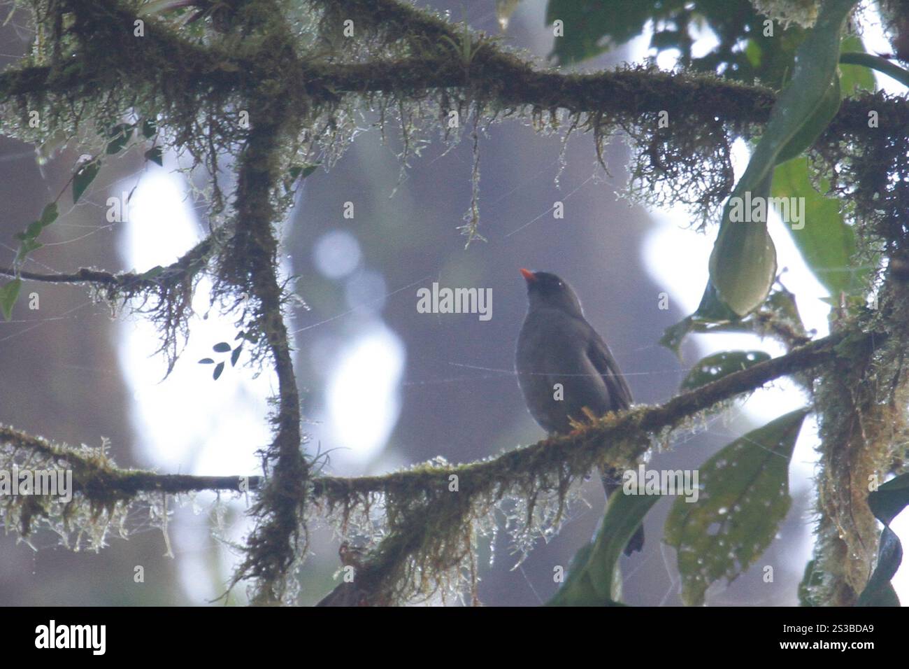 Black-faced Solitaire (Myadestes melanops Stock Photo - Alamy