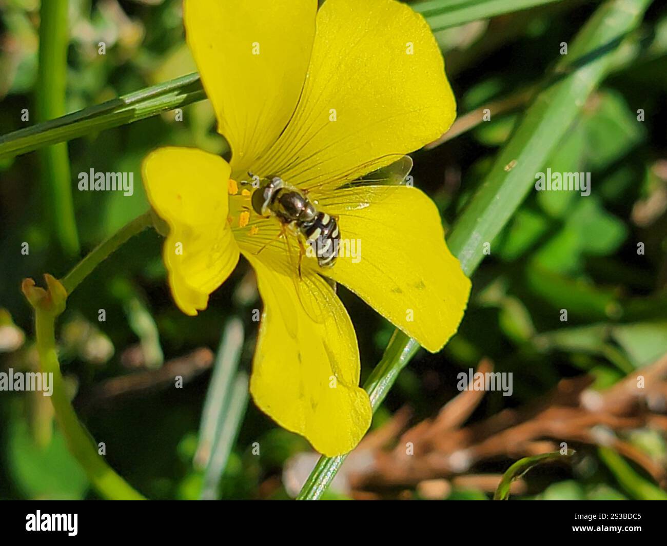 Large-tailed Aphideater (Eupeodes volucris Stock Photo - Alamy
