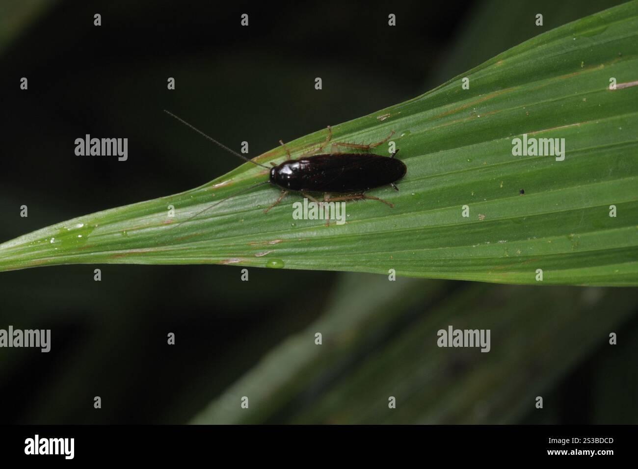 Cockroaches and Termites (Blattodea Stock Photo - Alamy