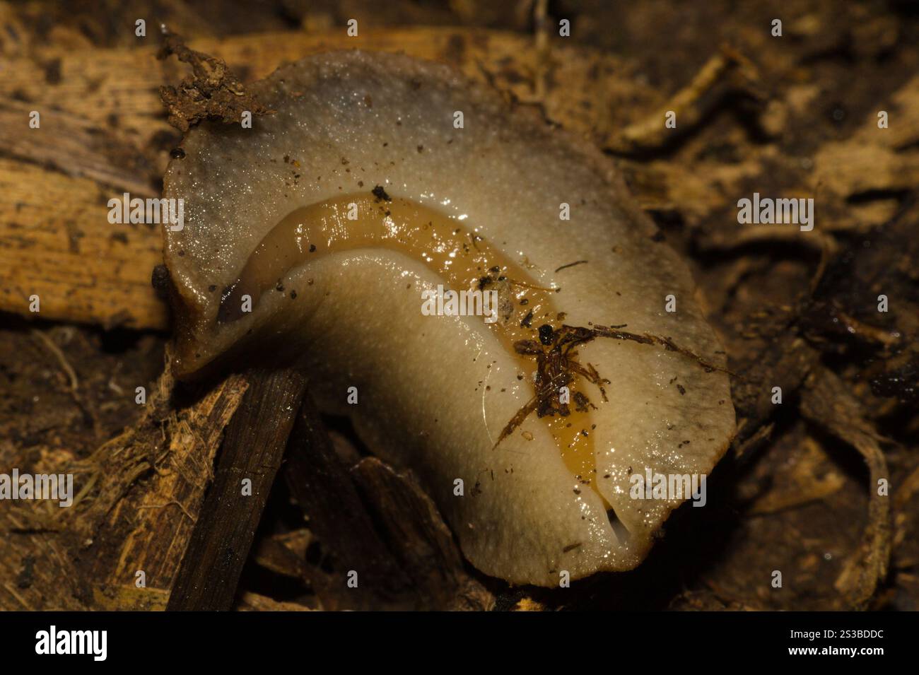 Leatherleaf Slugs (Veronicellidae Stock Photo - Alamy