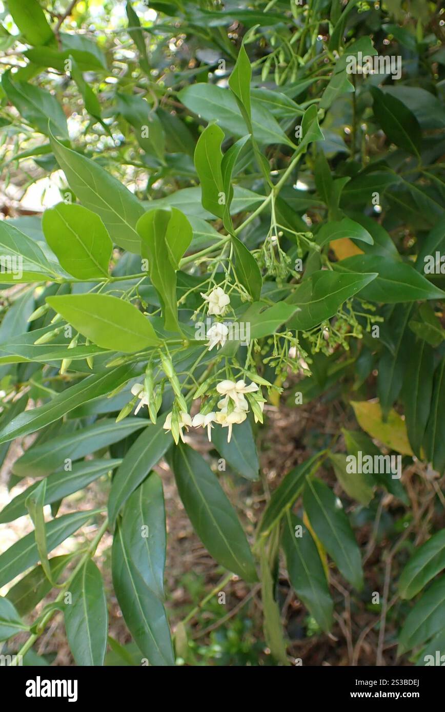 Rhino-Coffee (Kraussia floribunda Stock Photo - Alamy