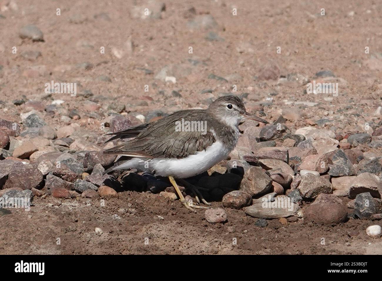 Spotted Sandpiper (Actitis macularius Stock Photo - Alamy