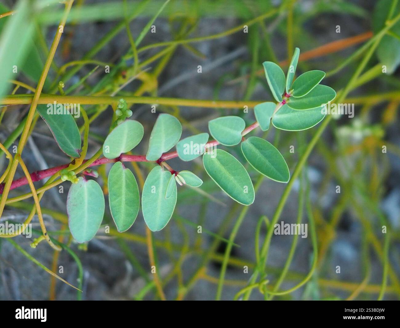 Sweet Spurge (Euphorbia atoto Stock Photo - Alamy