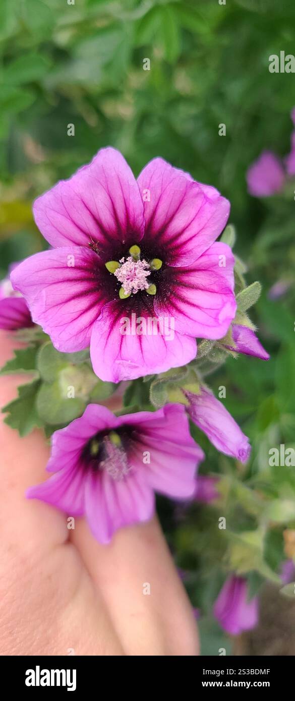 Tree Mallow (Malva arborea Stock Photo - Alamy