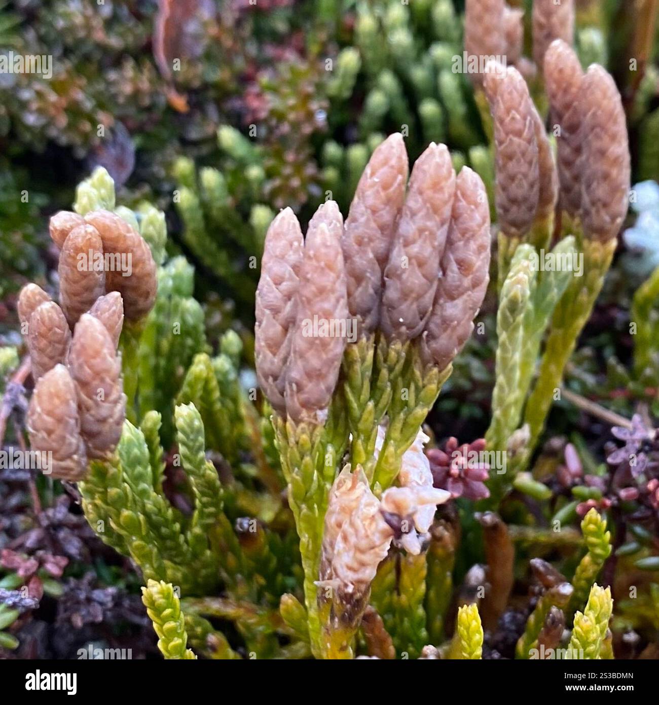 alpine clubmoss (Diphasiastrum alpinum Stock Photo - Alamy