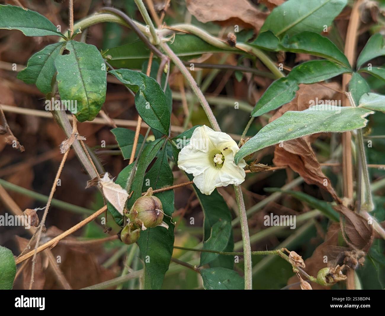 Rock Rosemary (Distimake quinquefolius Stock Photo - Alamy
