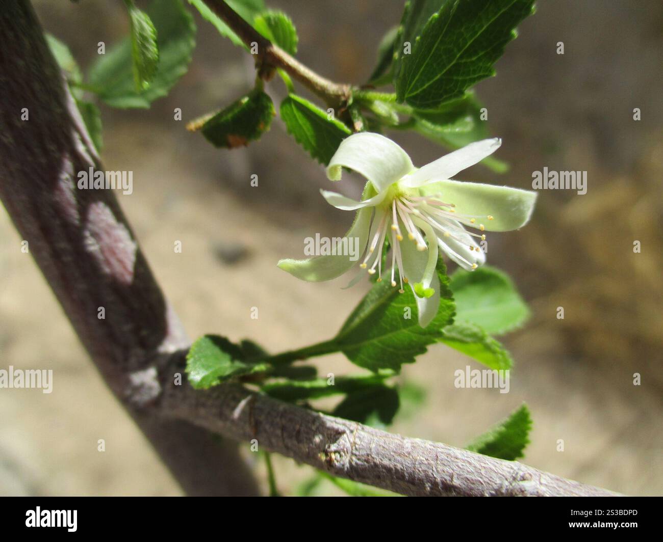 Small-leaf White Raisin (Grewia tenax Stock Photo - Alamy