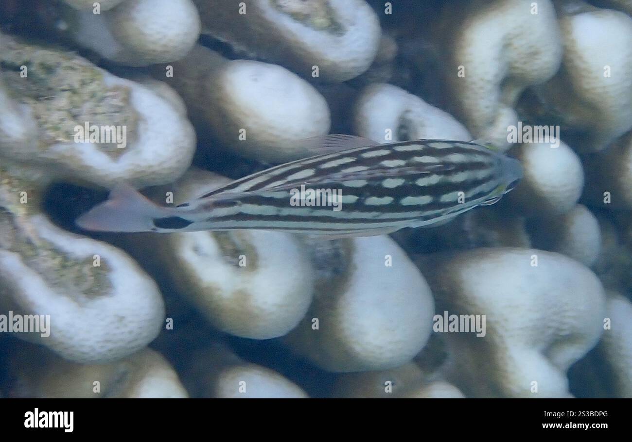 Checkered Snapper (Lutjanus decussatus Stock Photo - Alamy