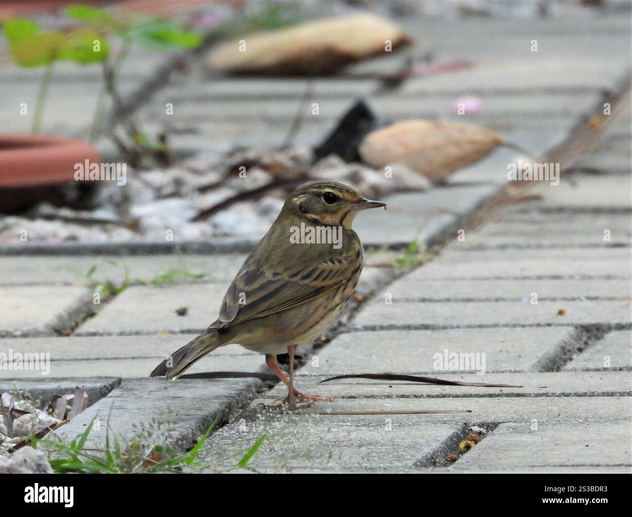 Anthus hodgsoni hi-res stock photography and images - Alamy