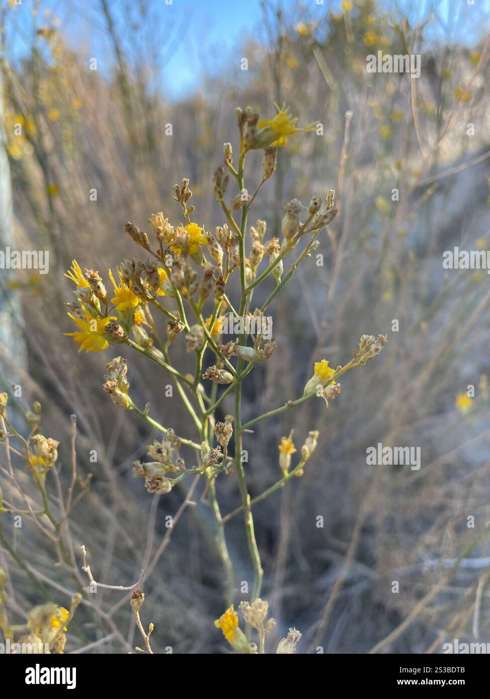 Broom Snakeweed (Gutierrezia sarothrae Stock Photo - Alamy