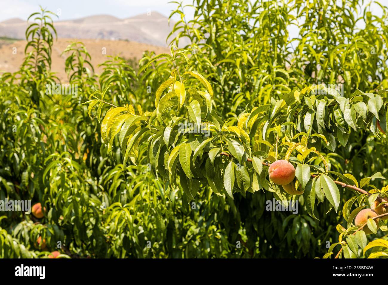 peach trees with ripe fruits in Armenia and view of mountain in ...