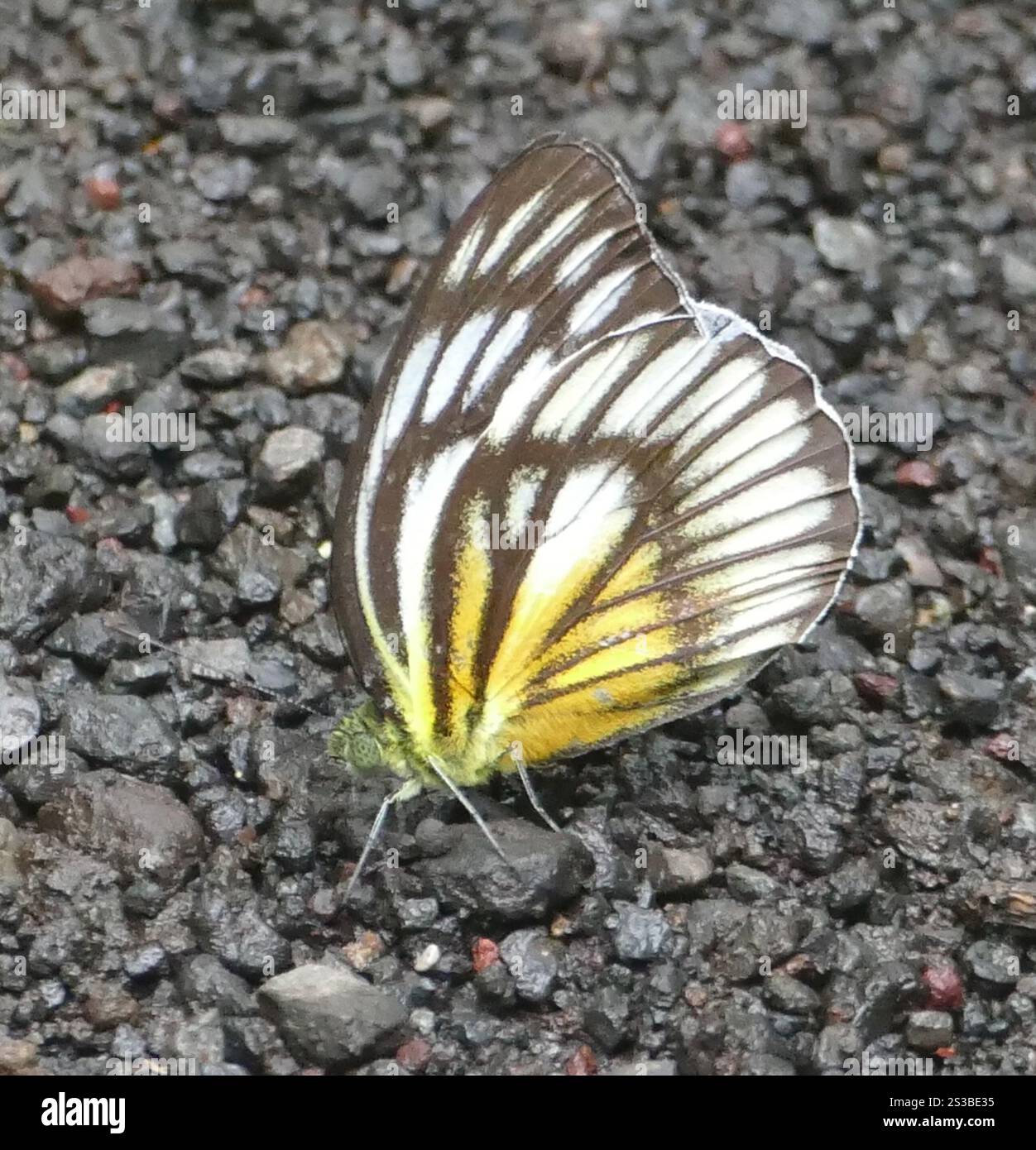 Cepora celebensis hi-res stock photography and images - Alamy