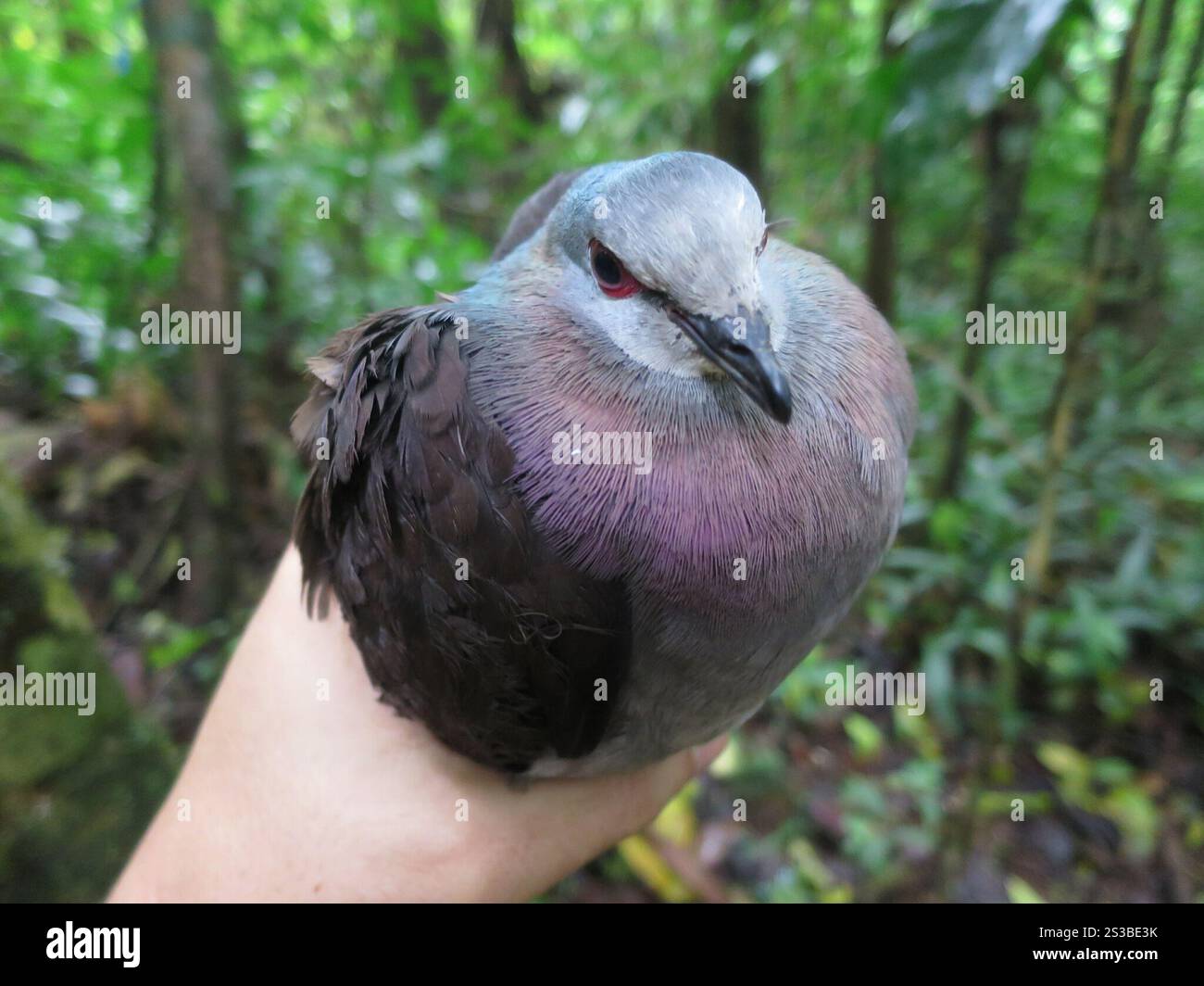 Lemon Dove (São Tomé) (Aplopelia larvata simplex Stock Photo - Alamy