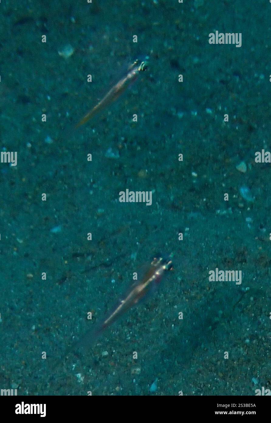 Ray-finned Fishes (Actinopterygii Stock Photo - Alamy