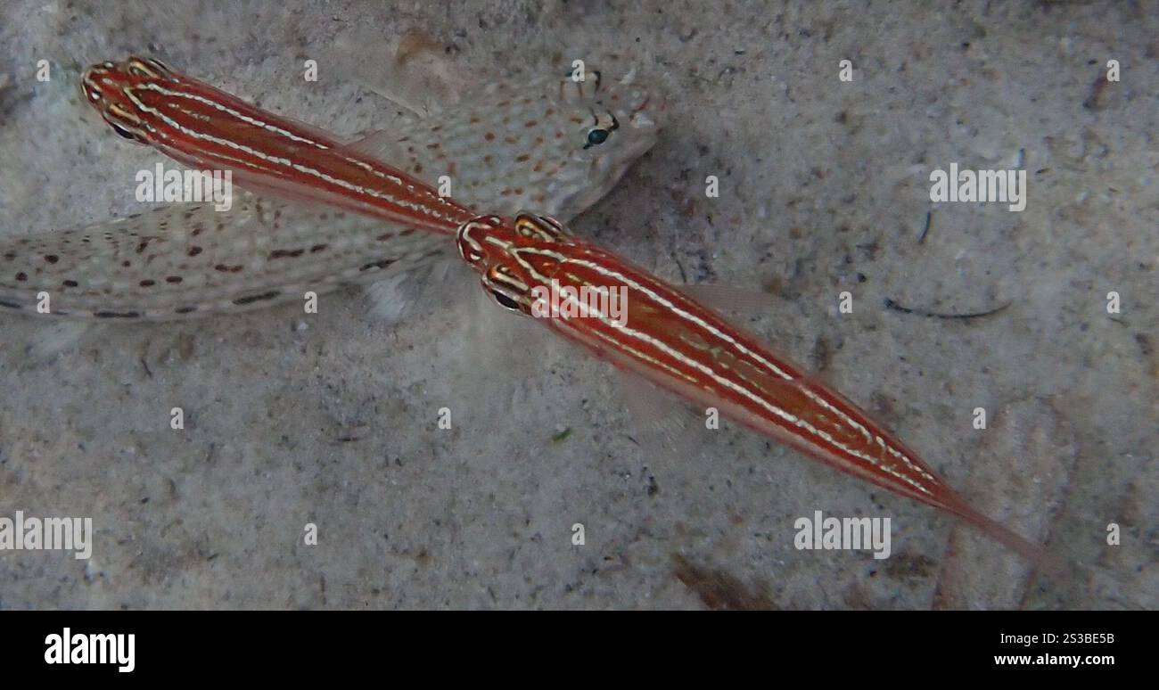 Red-striped Cardinalfish (Ostorhinchus margaritophorus Stock Photo - Alamy