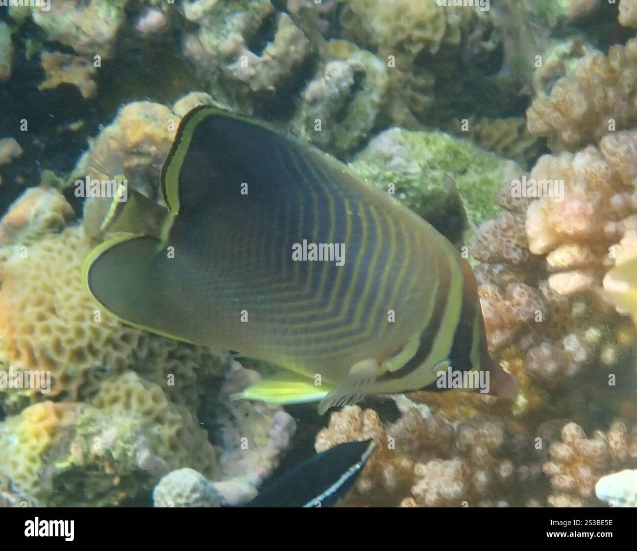 Triangle butterflyfish hi-res stock photography and images - Alamy