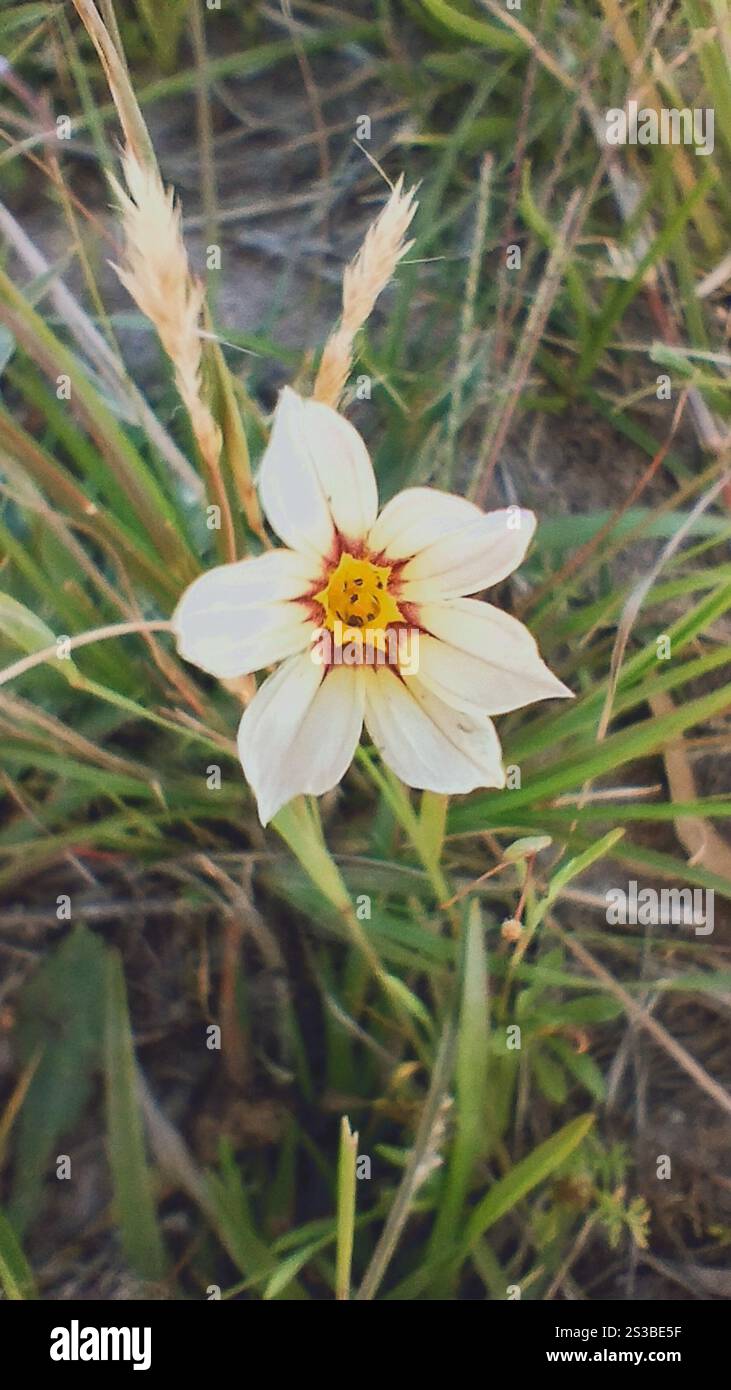 Blue Pigroot (Sisyrinchium micranthum Stock Photo - Alamy