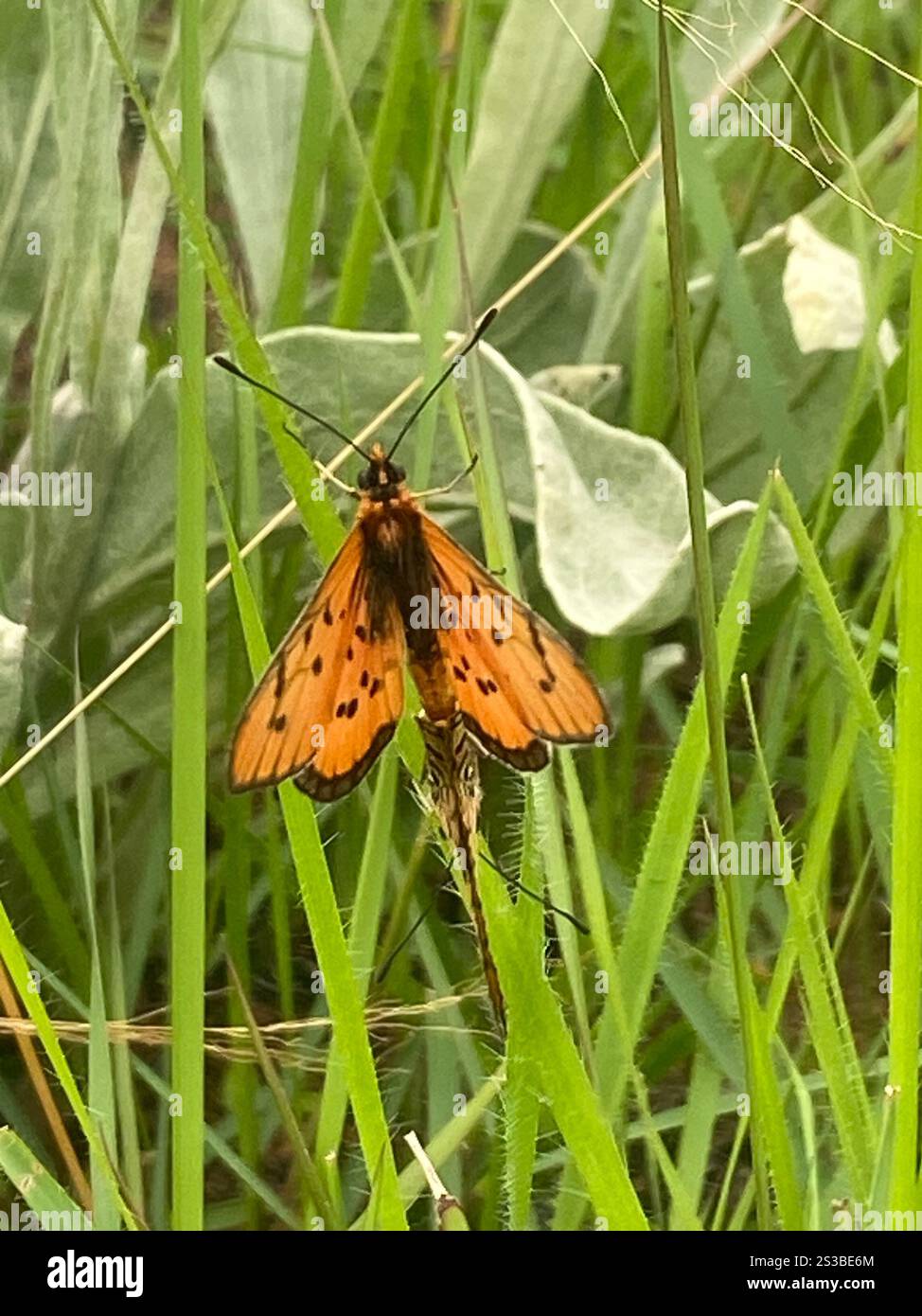 light red acraea (Rubraea nohara Stock Photo - Alamy