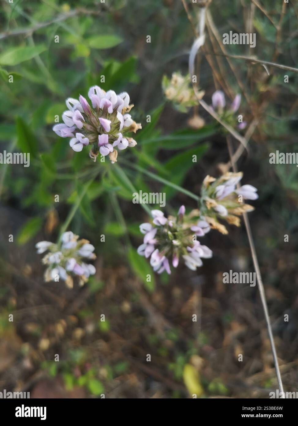arabian pea (Bituminaria bituminosa Stock Photo - Alamy