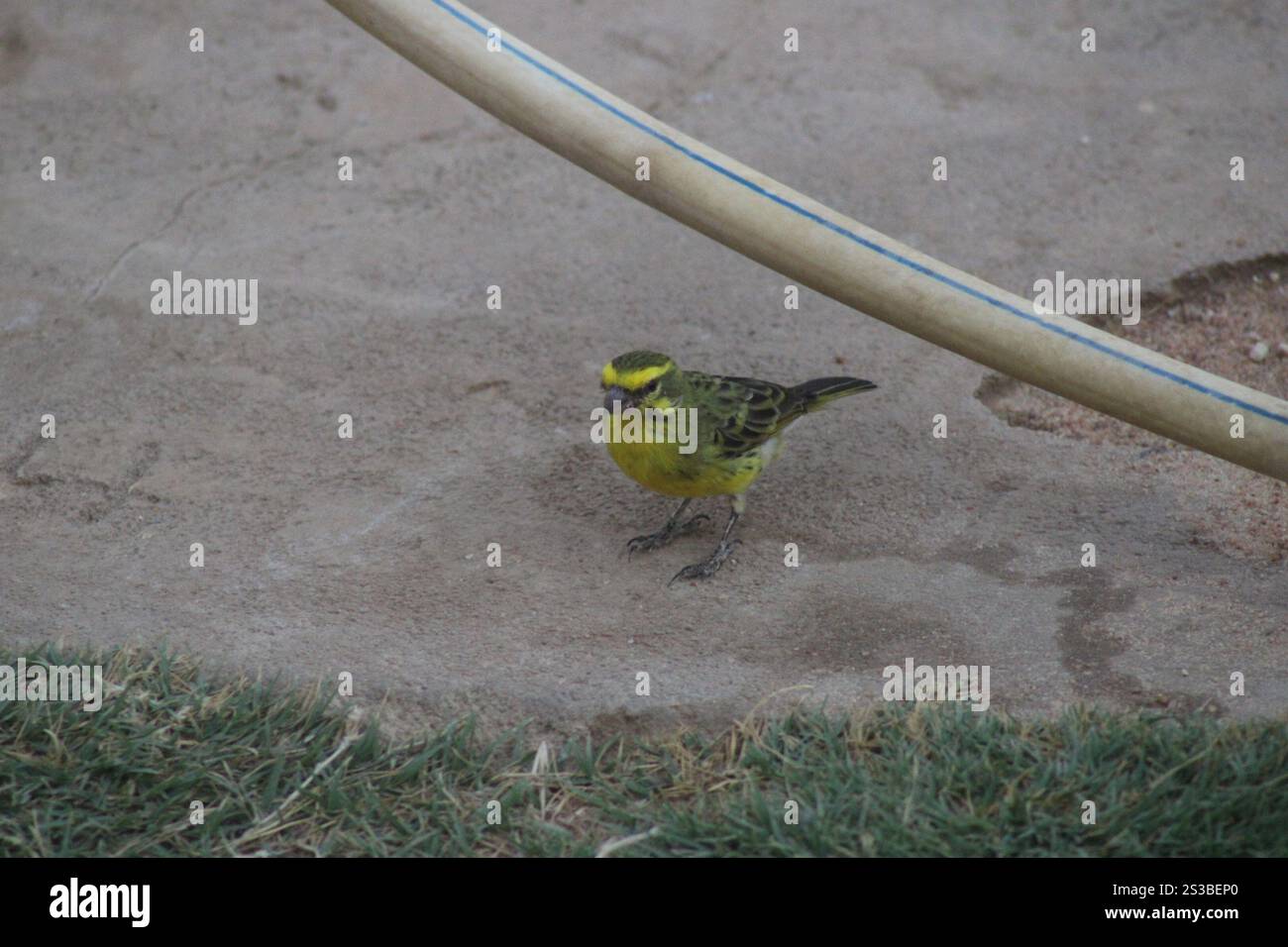 White-bellied Canary (Crithagra dorsostriata Stock Photo - Alamy