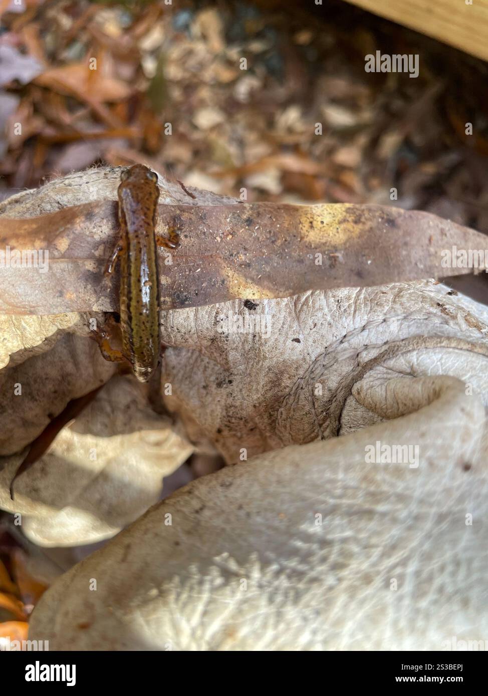 Southern Two-lined Salamander (Eurycea cirrigera Stock Photo - Alamy