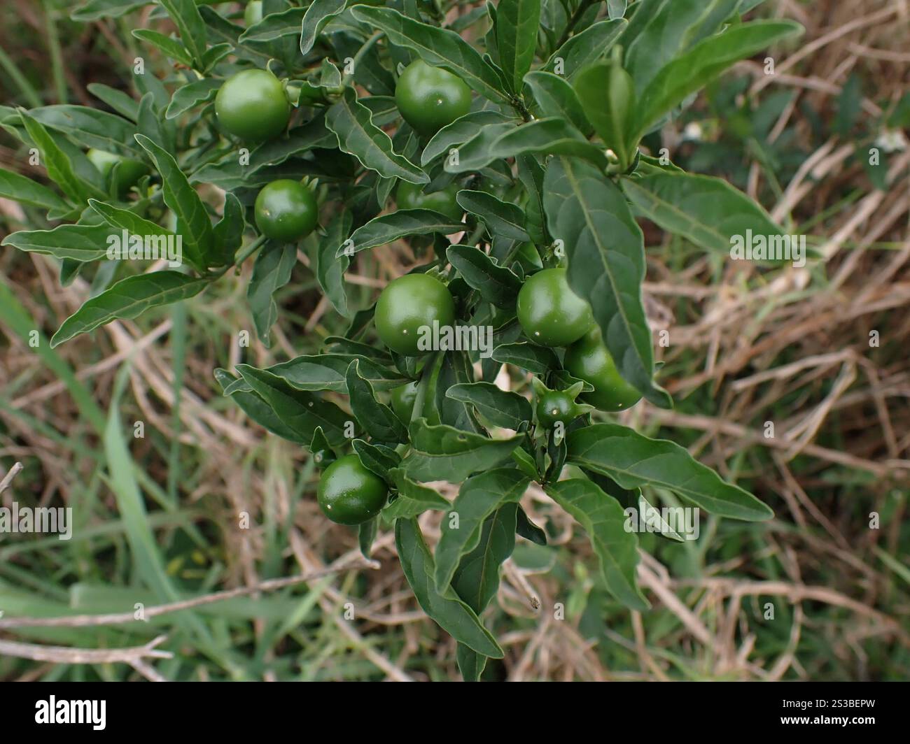 Jerusalem cherry (Solanum pseudocapsicum Stock Photo - Alamy