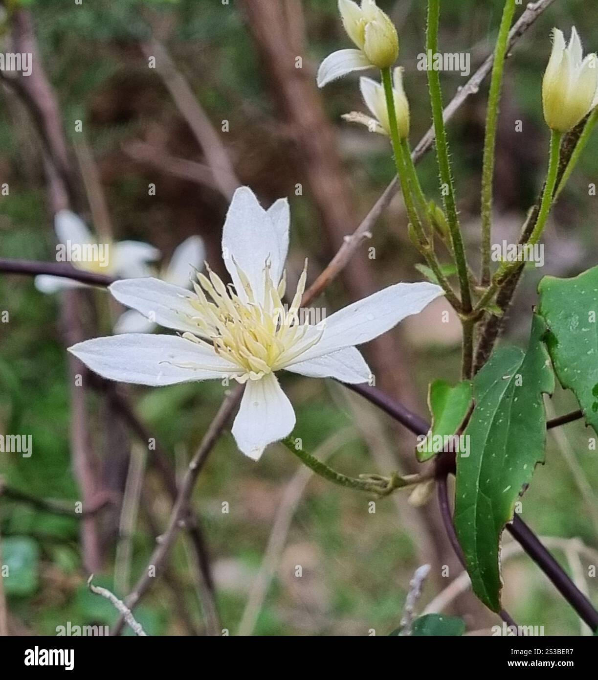 Australian Clematis (Clematis aristata Stock Photo - Alamy