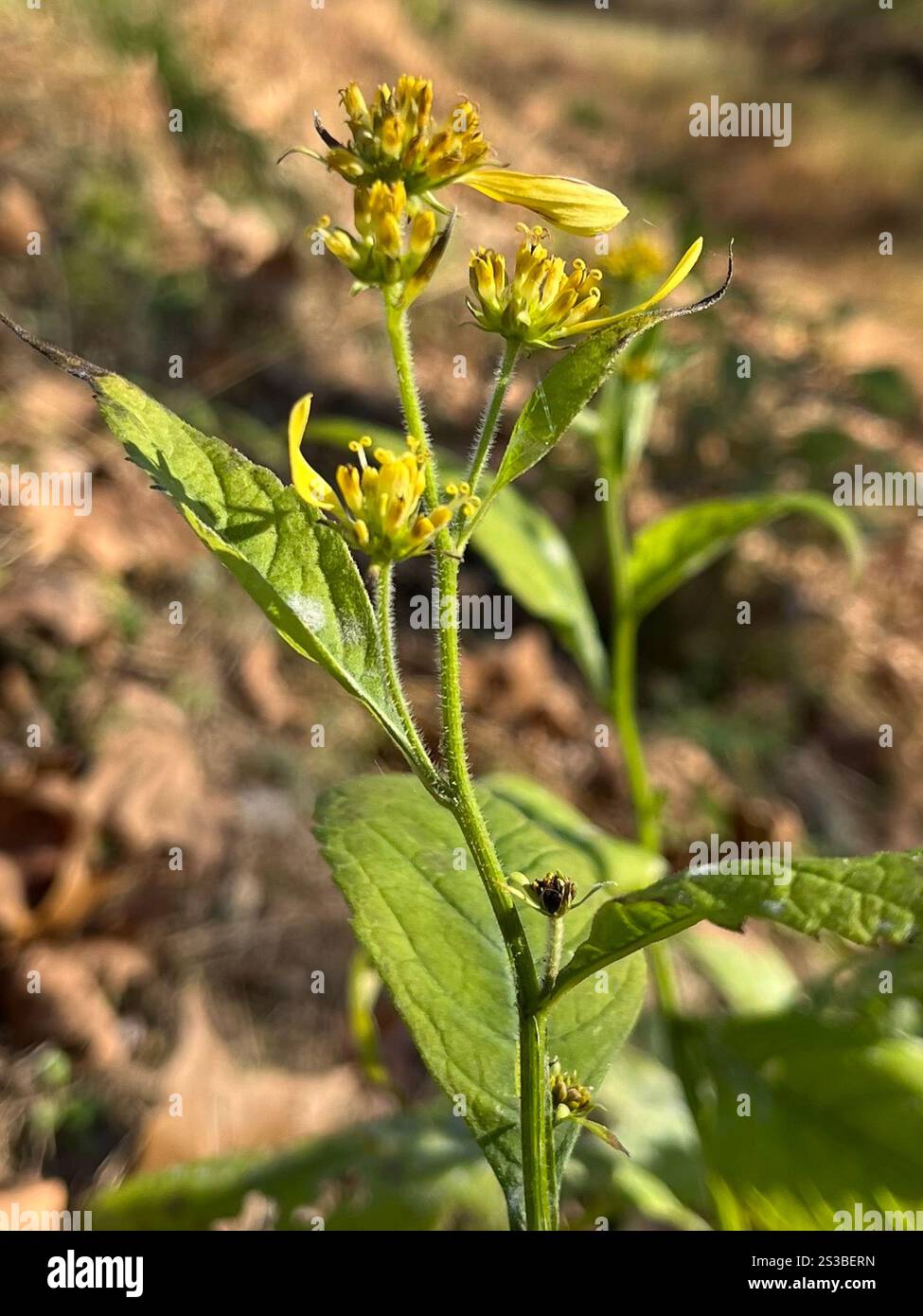 Wingstem (Verbesina alternifolia Stock Photo - Alamy