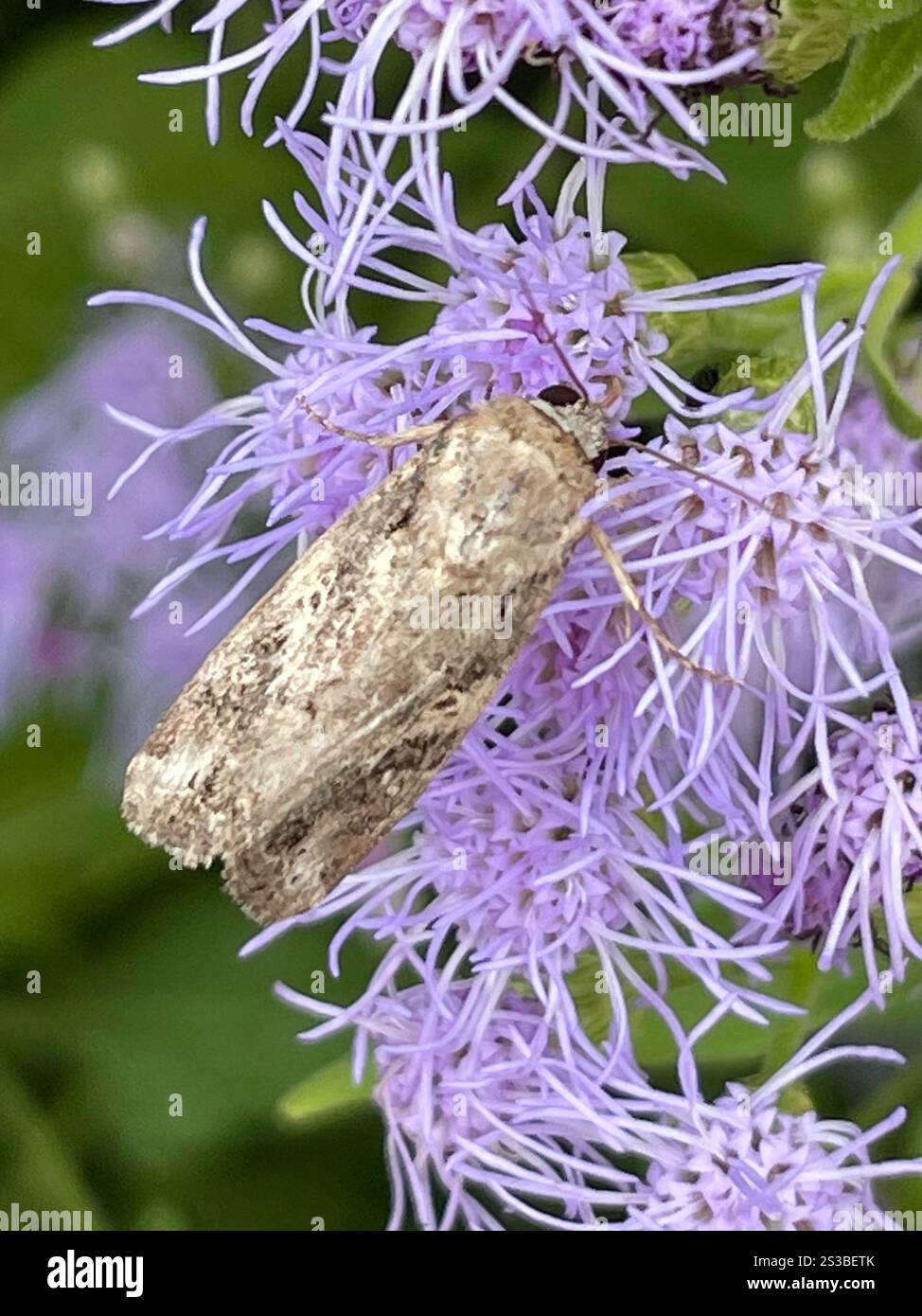Fall Armyworm Moth (Spodoptera frugiperda Stock Photo - Alamy