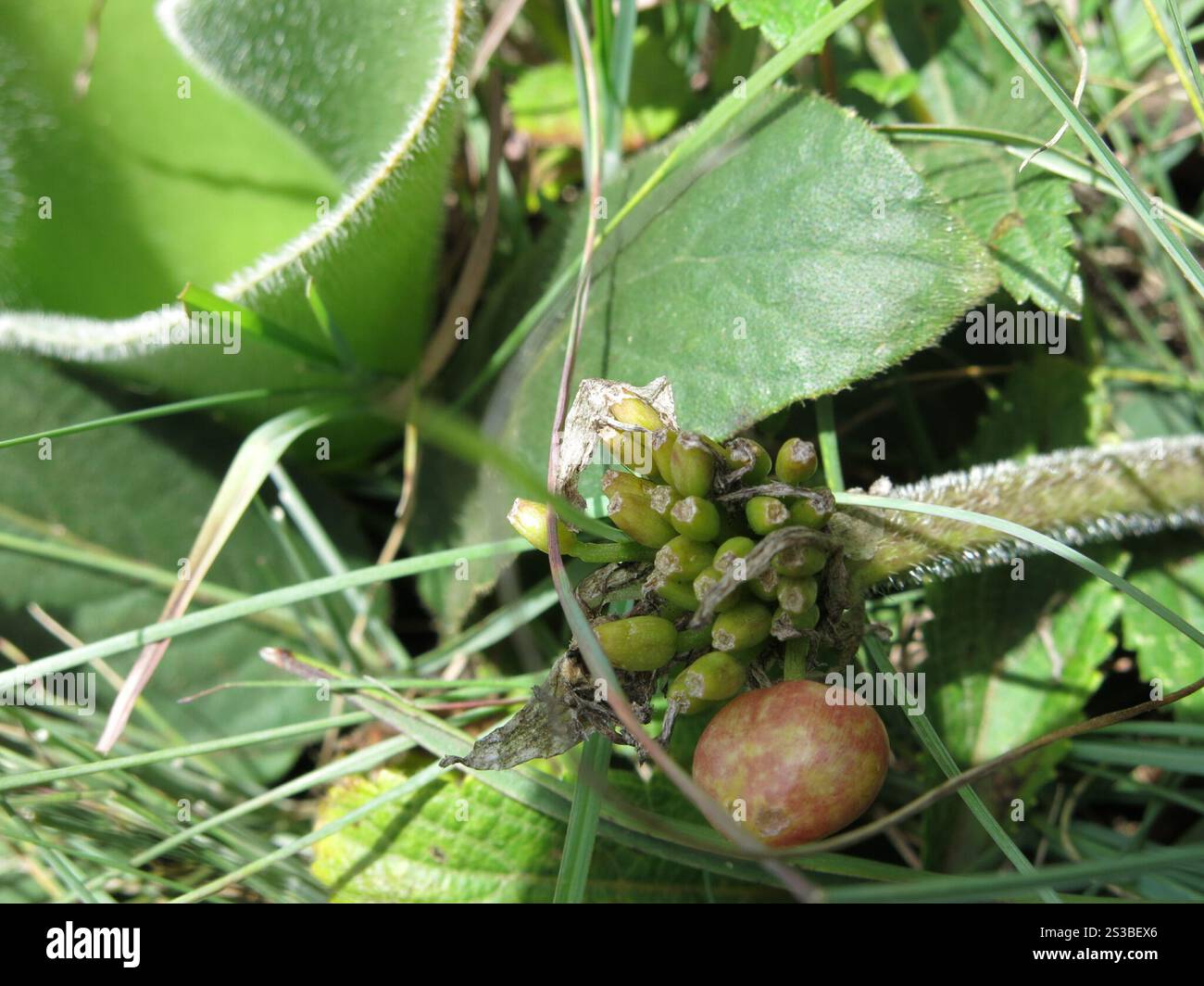 Rabbit-Ear Bloodlily (Haemanthus humilis hirsutus Stock Photo - Alamy