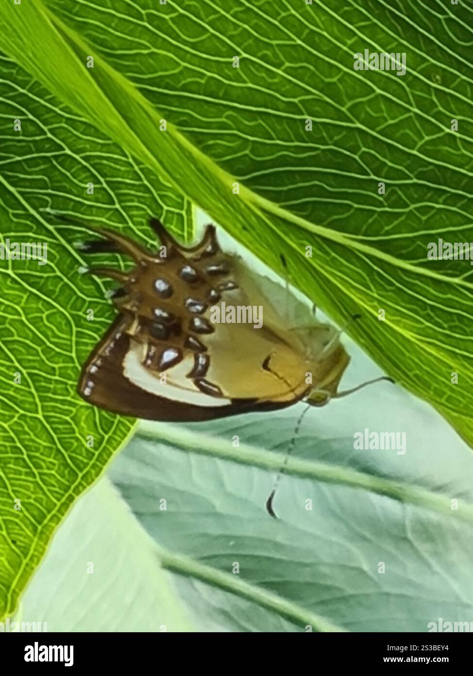 Helicopis hi-res stock photography and images - Alamy