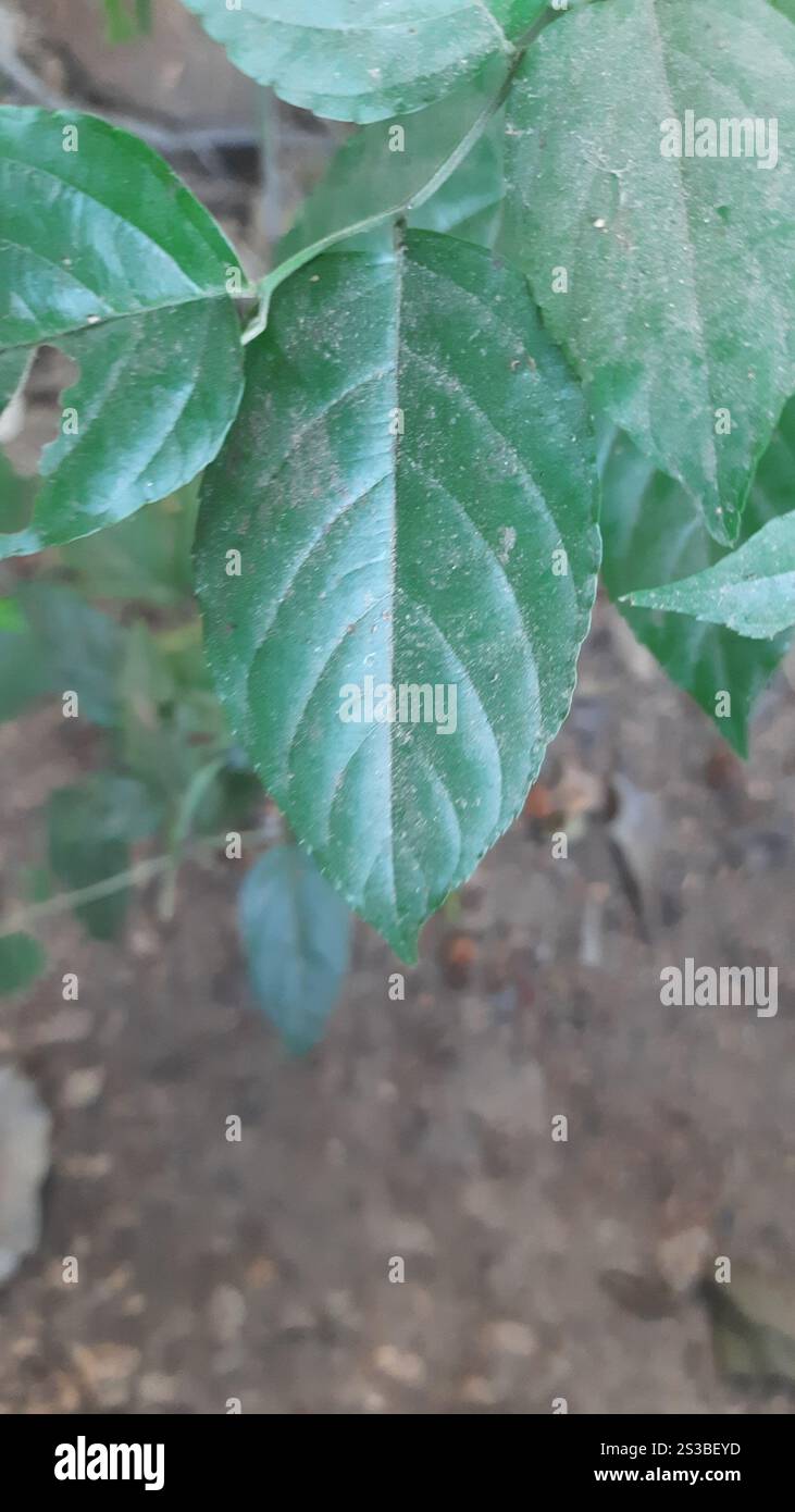 Ficus hispida leaf hi-res stock photography and images - Alamy