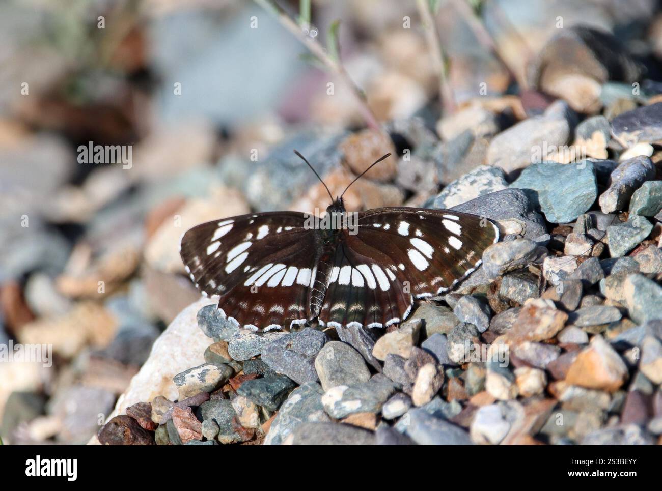 Hungarian Glider (Neptis rivularis Stock Photo - Alamy