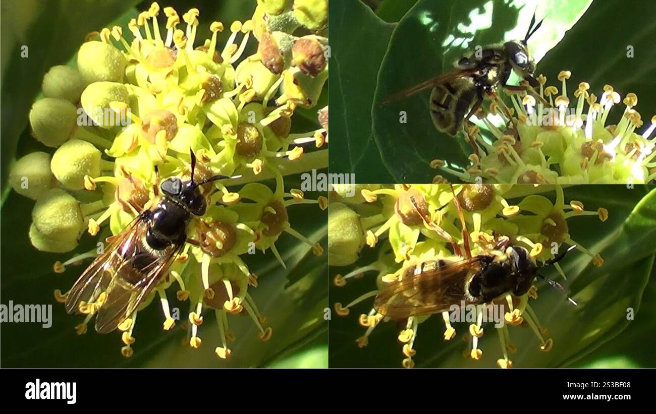 Spinolae hi-res stock photography and images - Alamy