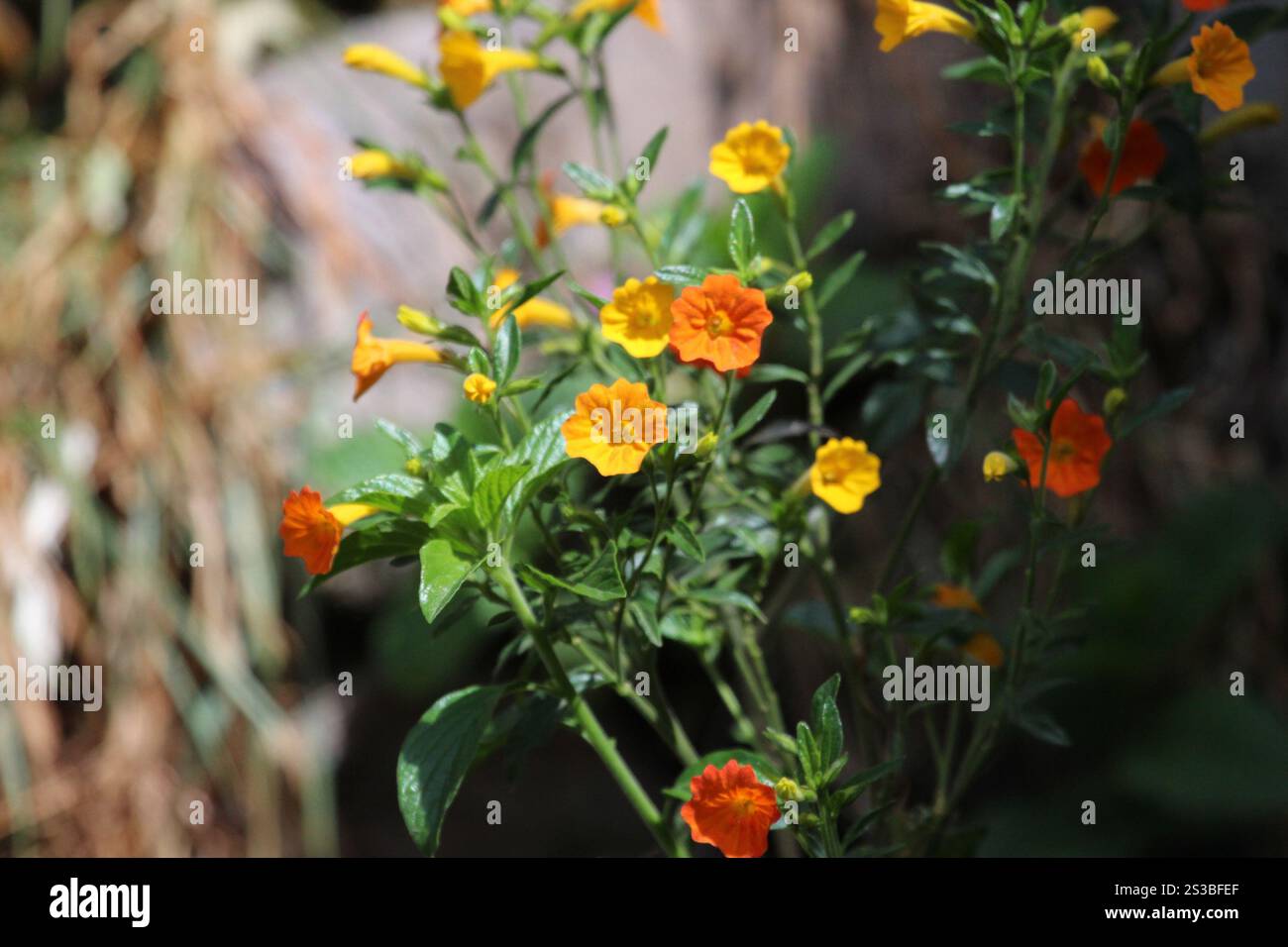 marmalade-bush (Streptosolen jamesonii Stock Photo - Alamy