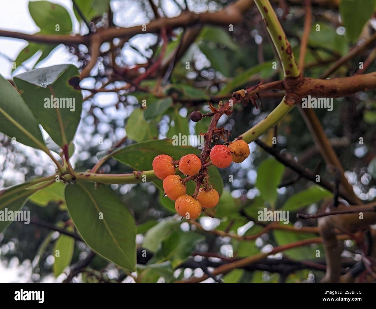Pacific madrone (Arbutus menziesii Stock Photo - Alamy