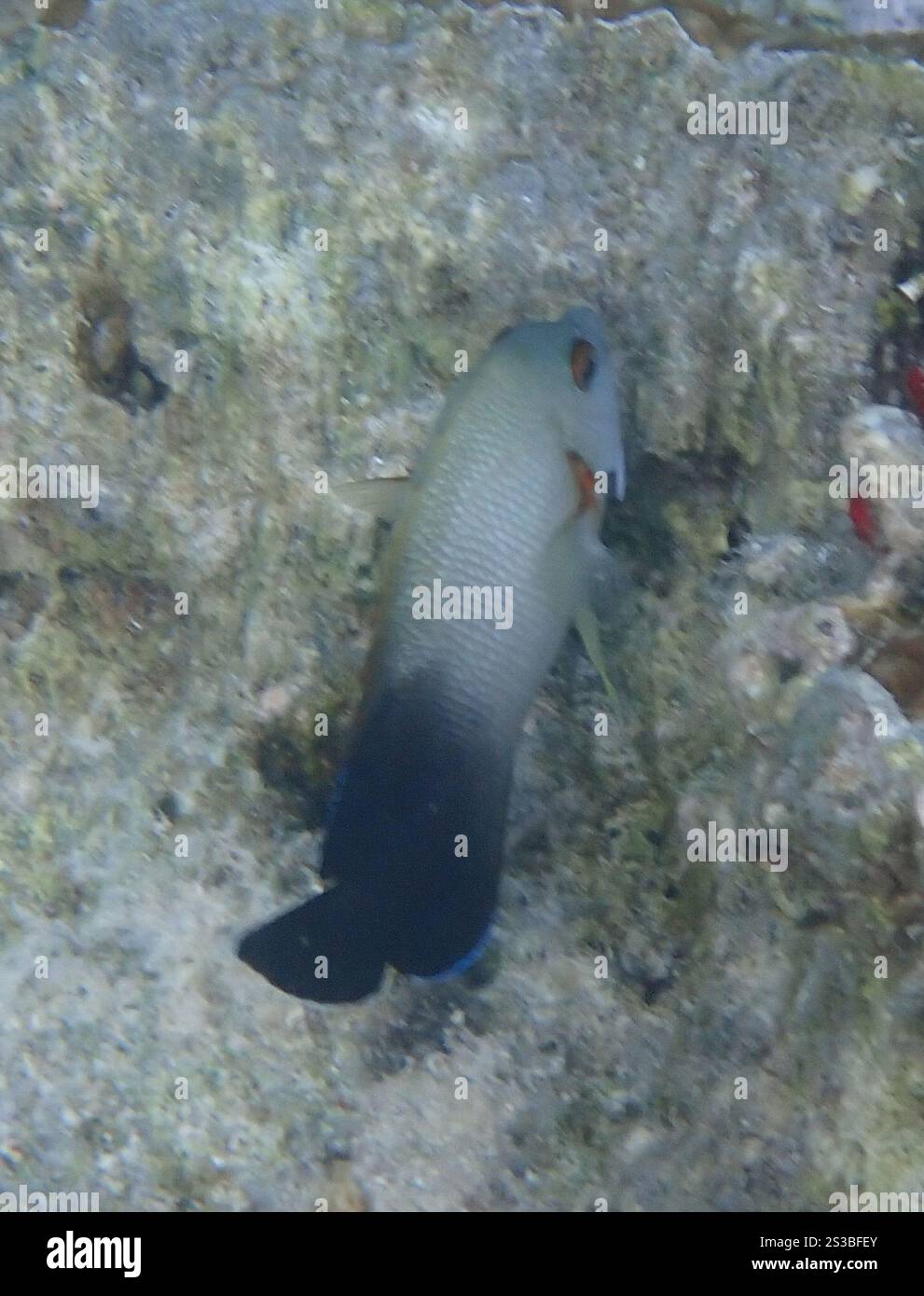 Pearlscale Angelfish (Centropyge vrolikii Stock Photo - Alamy