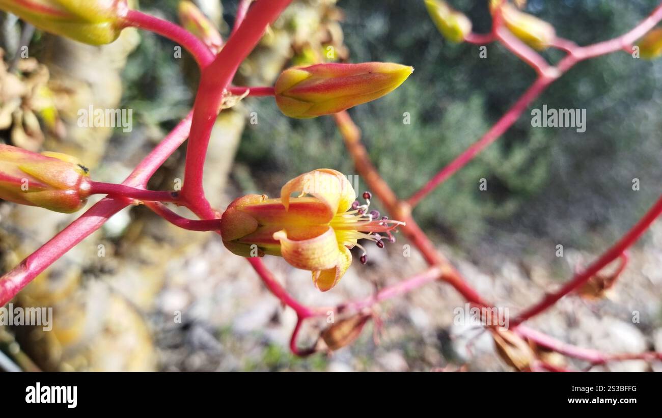 Botterboom (Tylecodon paniculatus Stock Photo - Alamy