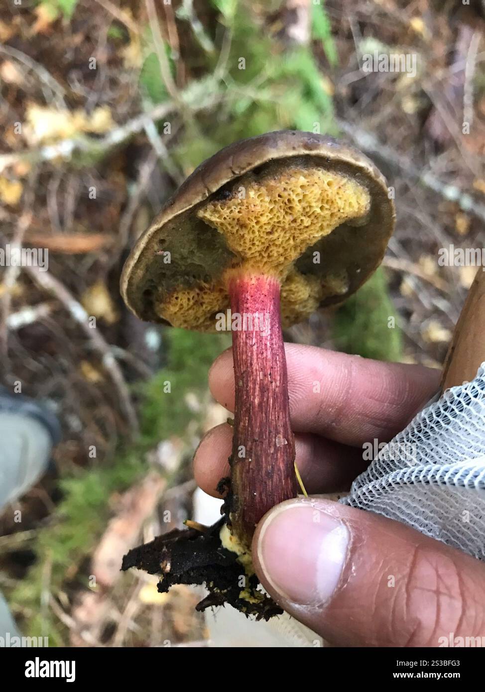Zeller's bolete (Xerocomellus zelleri Stock Photo - Alamy