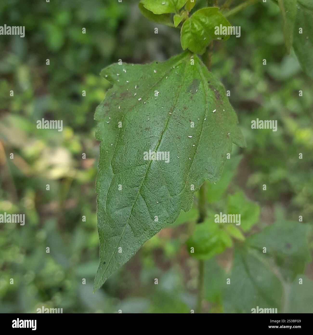 Siam weed (Chromolaena odorata Stock Photo - Alamy