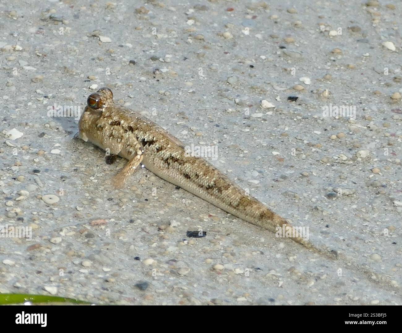 Barred Mudskipper (Periophthalmus argentilineatus Stock Photo - Alamy