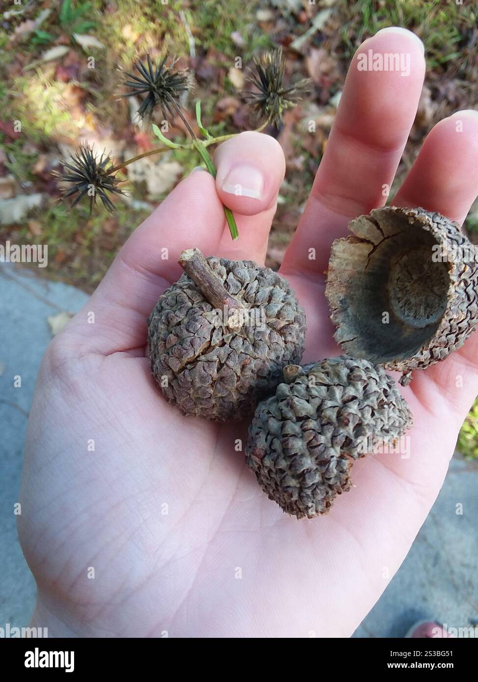 Swamp chestnut oak quercus michauxii hi-res stock photography and ...
