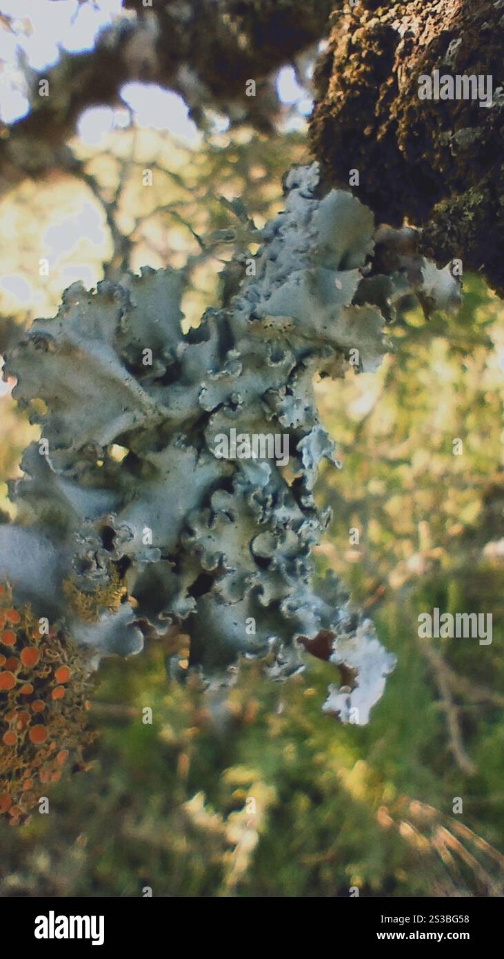 Ruffle Lichens (Parmotrema Stock Photo - Alamy