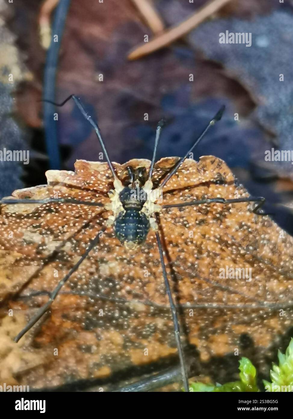 Saddleback Harvestman (Mitopus morio Stock Photo - Alamy