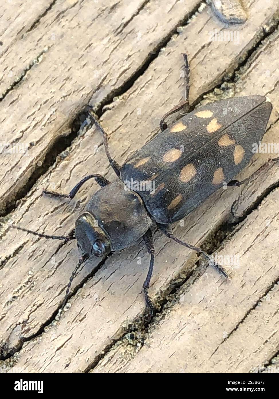 Charcoal Beetle (Melanophila consputa Stock Photo - Alamy